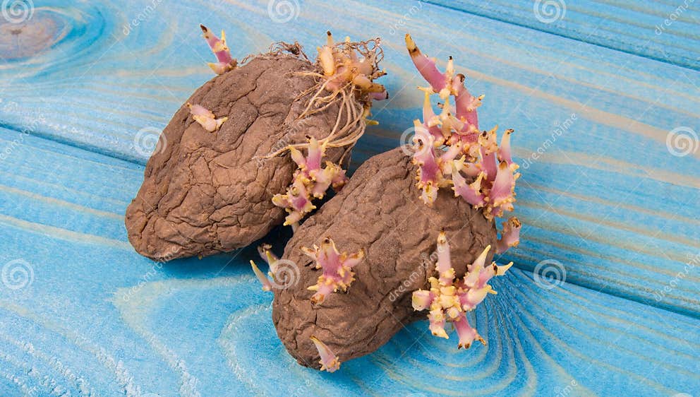 Rotten Old Sprouting Potatoes on a Blue Background. Stock Image - Image ...