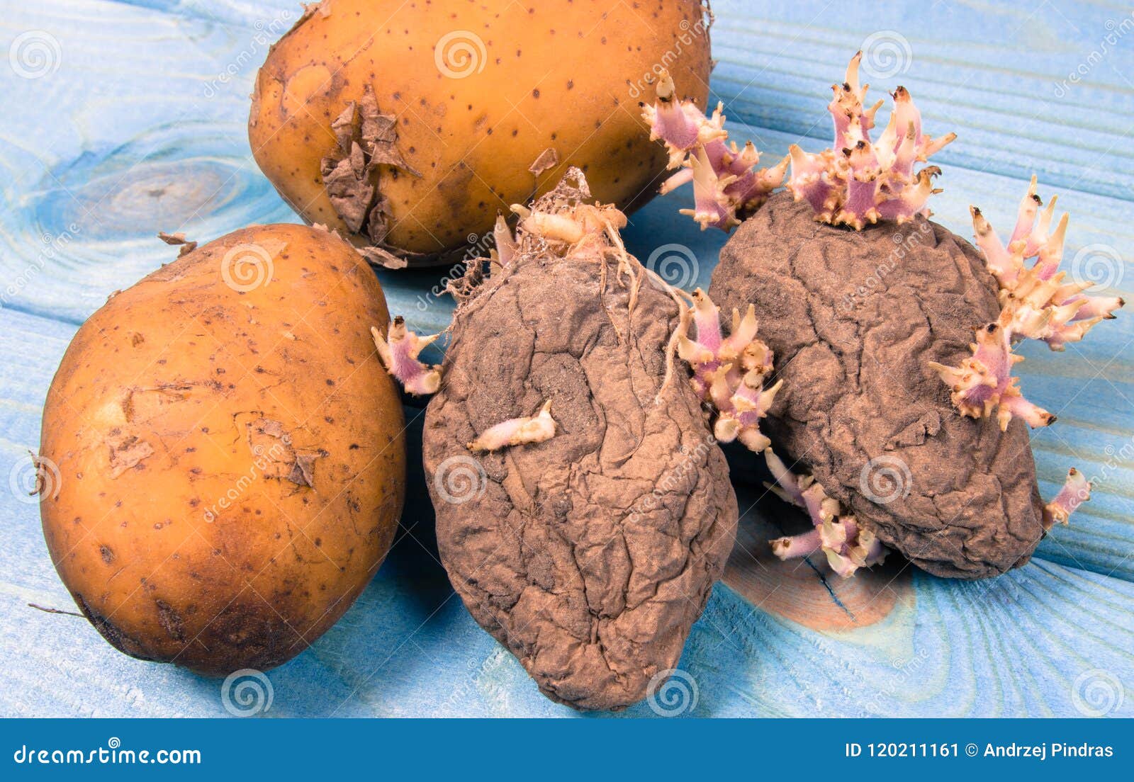 Rotten Old Sprouting Potatoes on a Blue Background. Stock Image - Image ...