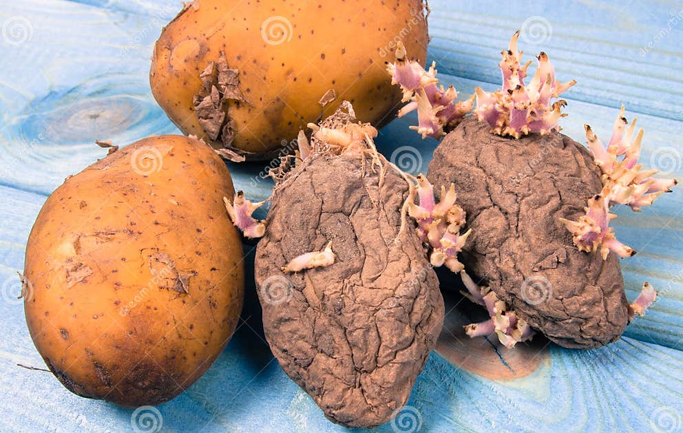 Rotten Old Sprouting Potatoes on a Blue Background. Stock Image - Image ...