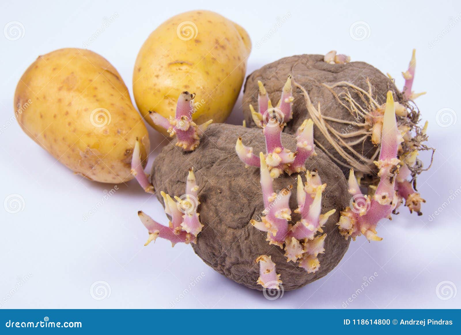 Rotten Old Sprouting Potatoes on a Light Background. Stock Photo ...