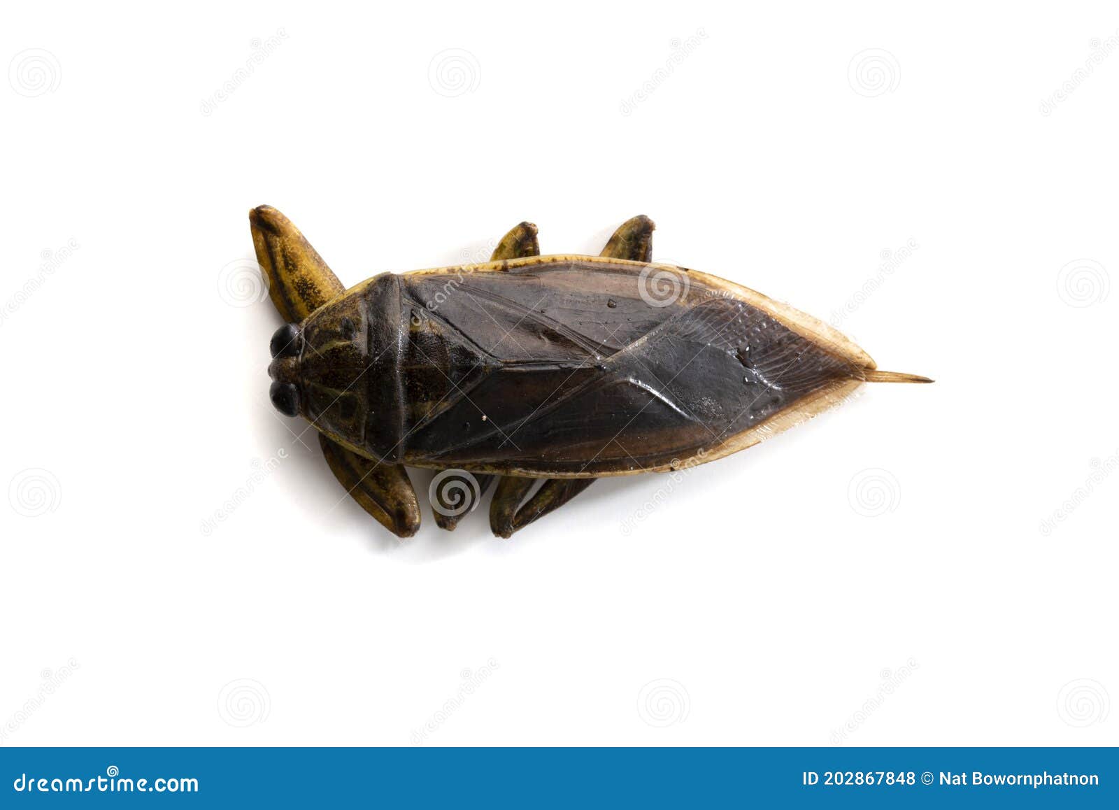 Giant Water Bug Lethocerus Indicus Stock Photo - Image of chili ...