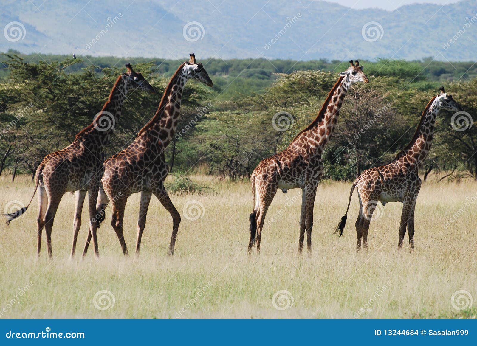 Group of Giraffe stock photo. Image of africa, family - 13244684