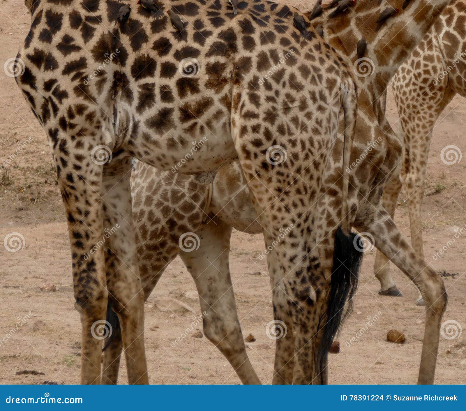 Group of giraffe legs stock photo. Image of legs, group - 78391224