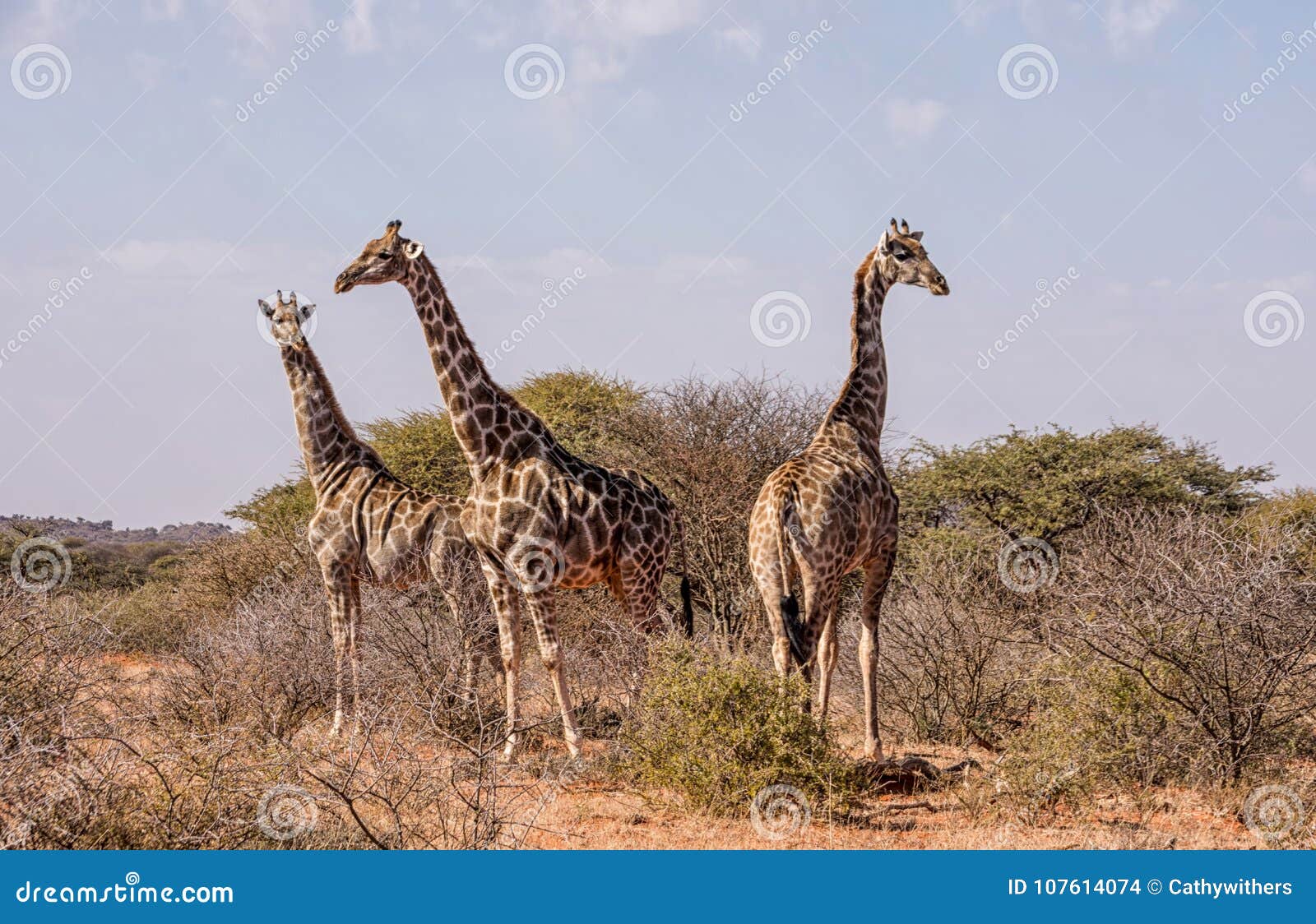 Giraffe Group stock photo. Image of family, south, mammal - 107614074