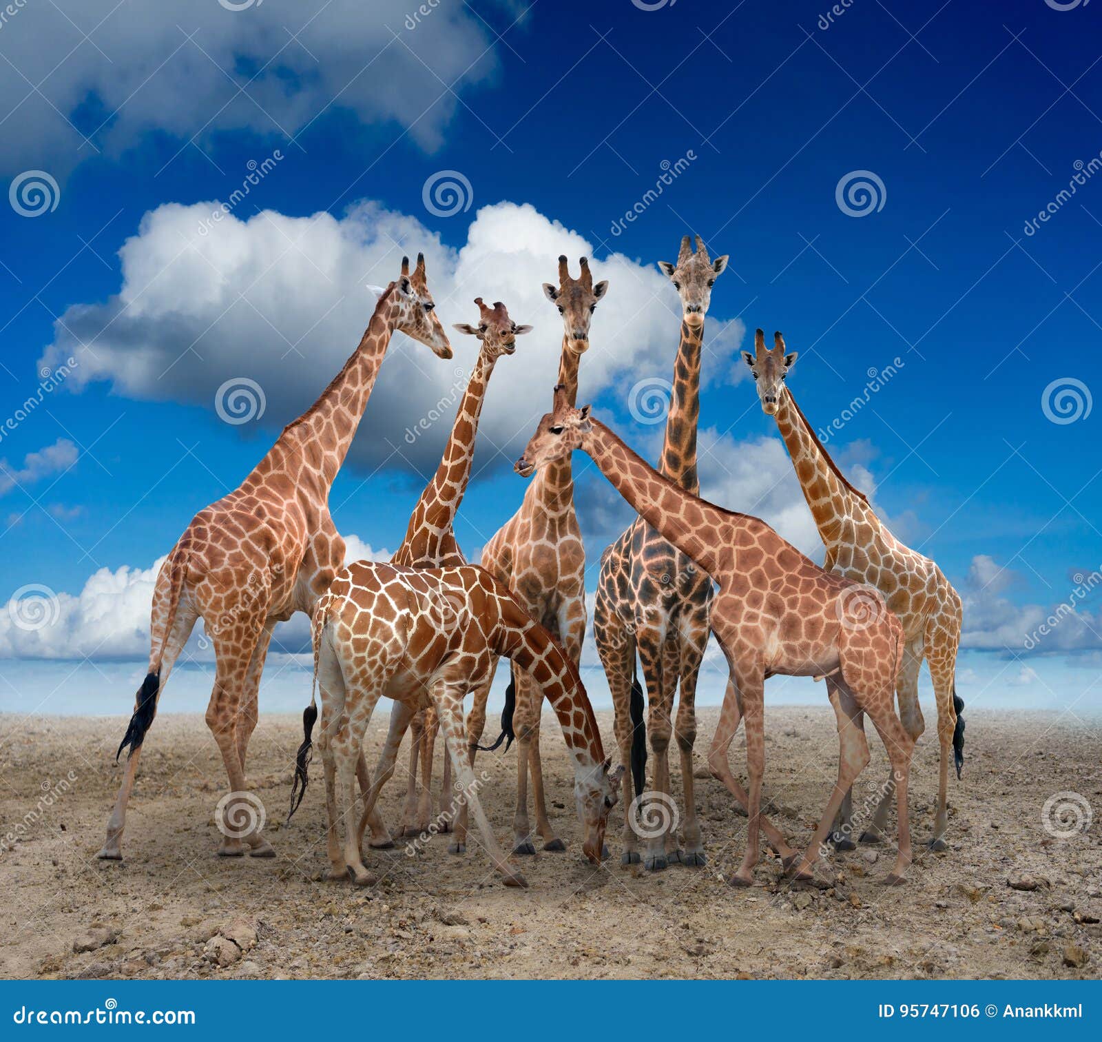 Group of giraffe stock photo. Image of spots, family - 95747106