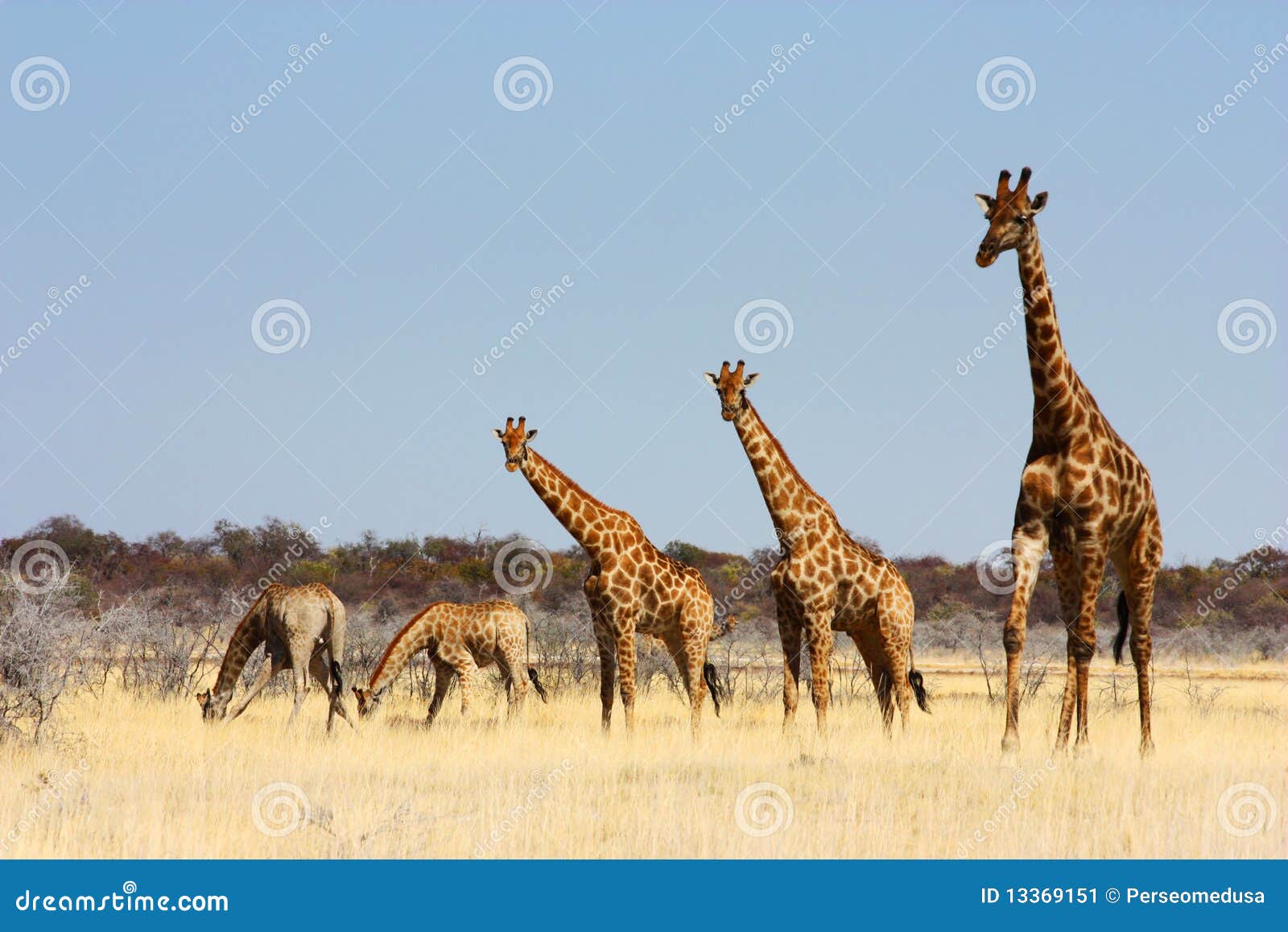 Group of giraffes stock image. Image of herbivore, head - 13369151