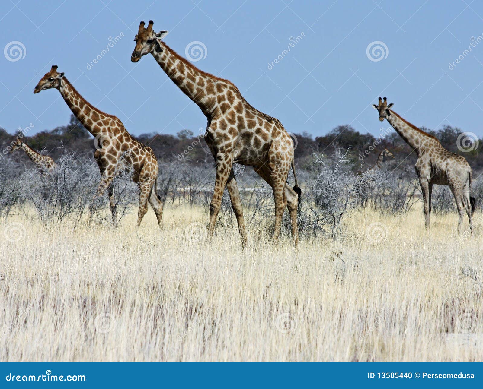 Group of giraffes stock photo. Image of nature, africa - 13505440
