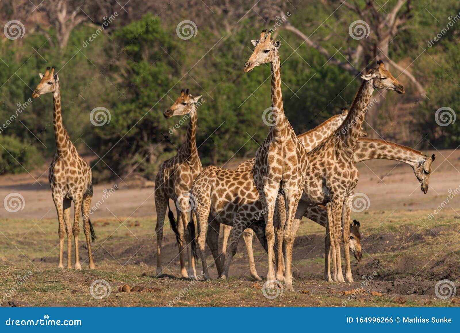 A Group of Giraffes at the Chobe River Bank Stock Photo - Image of ...