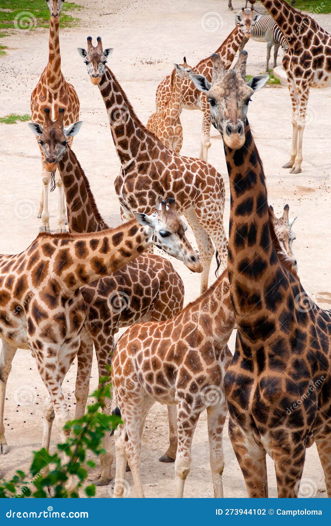 The group of giraffes stock photo. Image of animal, park - 273944102