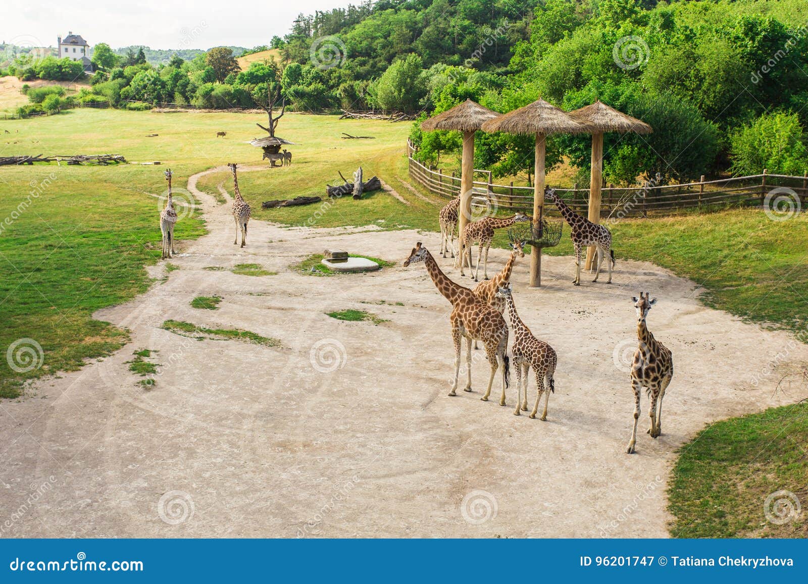 Group of Giraffes Walks in the Park Stock Image - Image of family ...