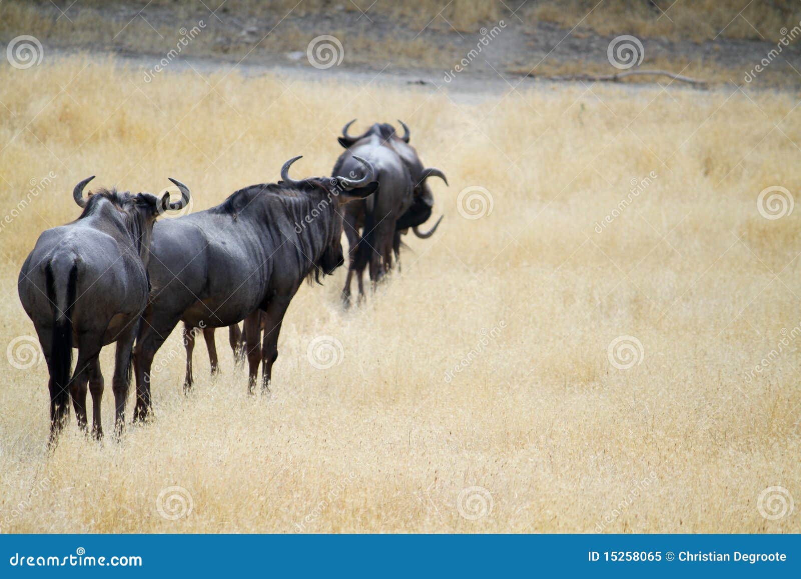 Group of Gnu Antelopes stock image. Image of wildlife - 15258065