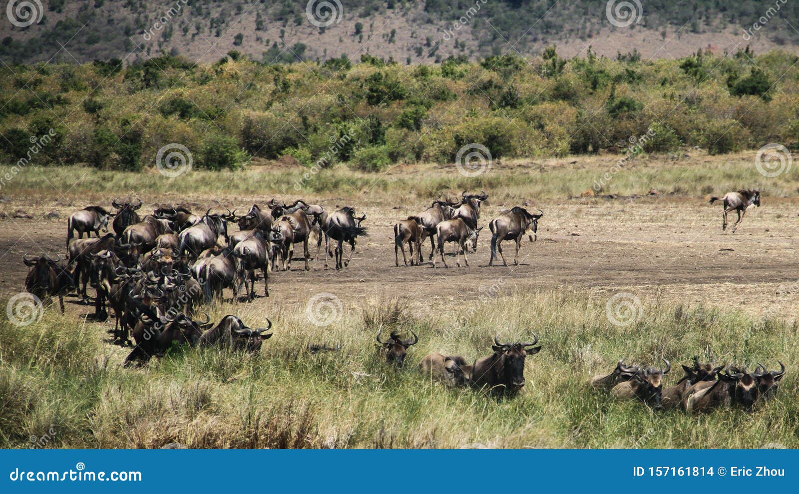 Gnu migration stock photo. Image of migration, wildebeest - 157161814
