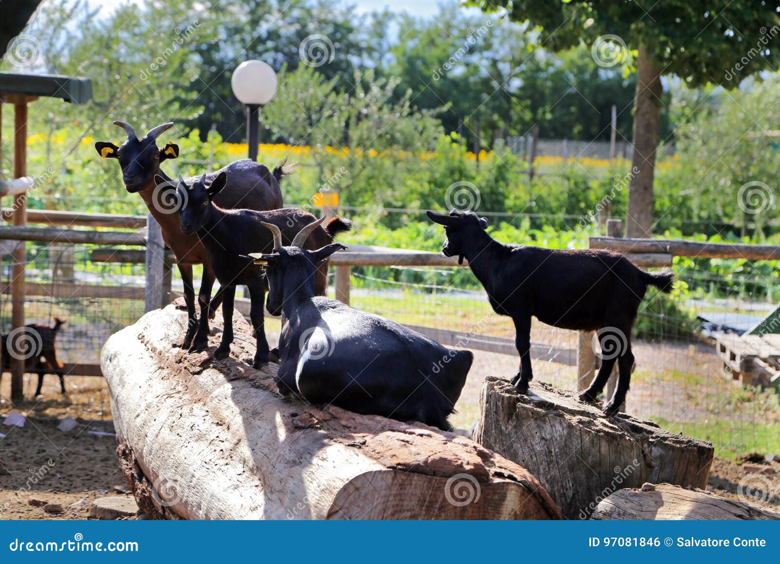 Group of Goat stock photo. Image of italy, goatee, goat - 97081846