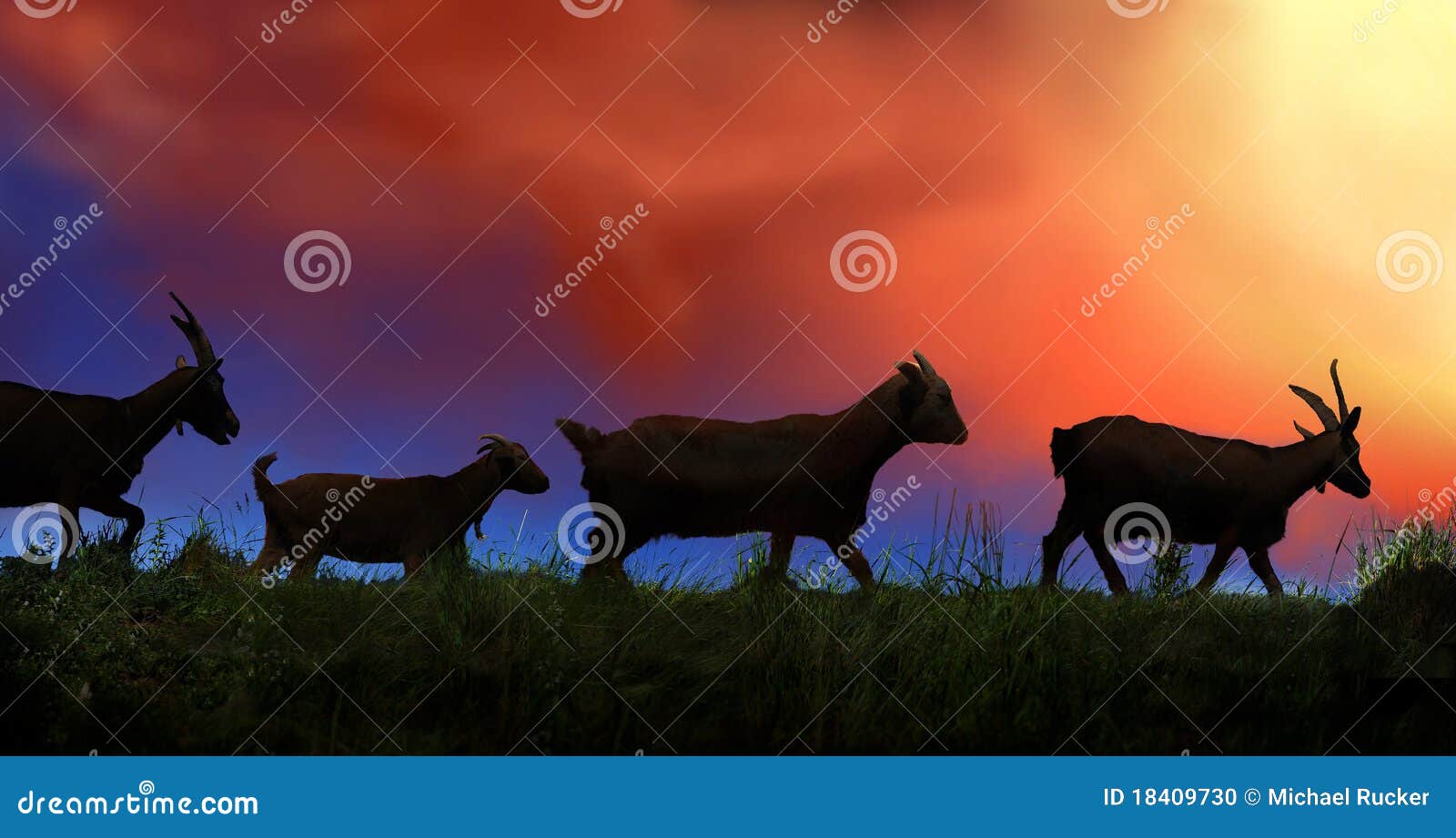 Group of goats stock photo. Image of cloud, sunrise, herd - 18409730