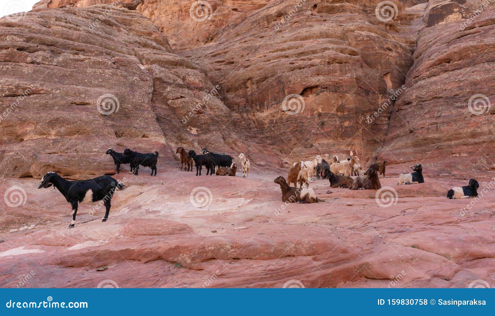Group of Goats Chilling on the Rock in Jordan Stock Photo - Image of ...