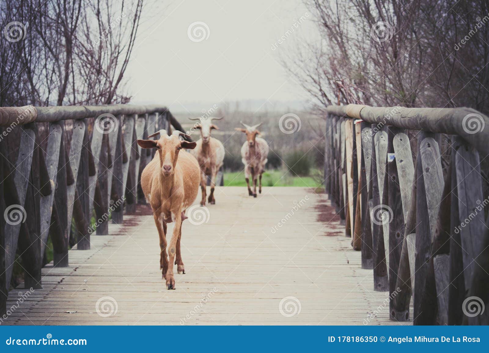 A Group of Goats Crossing the Bridge Stock Photo - Image of details ...