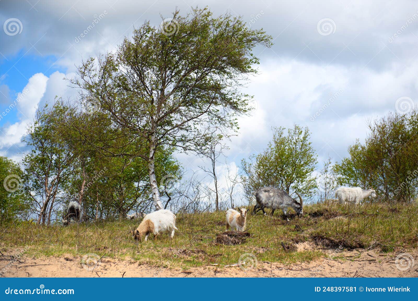 A Group Of Goats Raised On An Open Farm With Healthy Goats. Royalty ...
