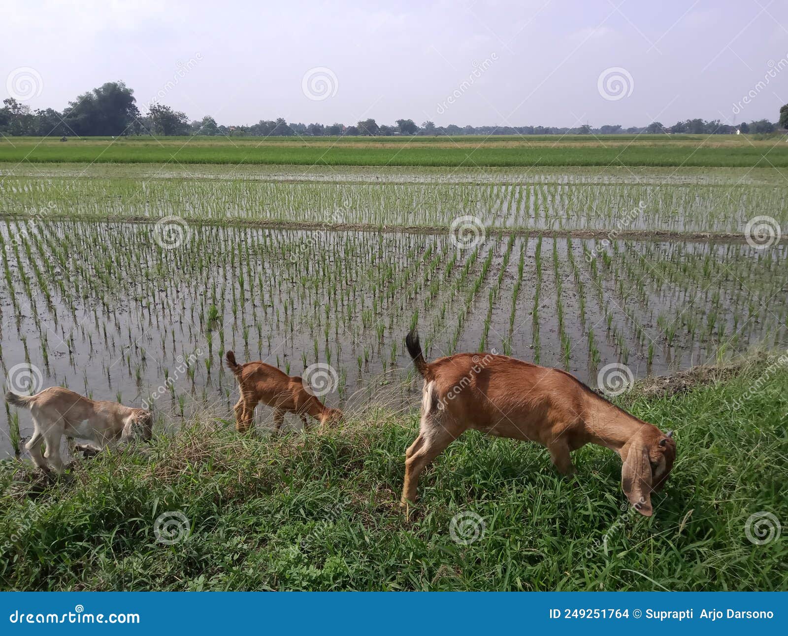 A Group of Goats Eating Grass on the Side of the Road and Rice Fields ...