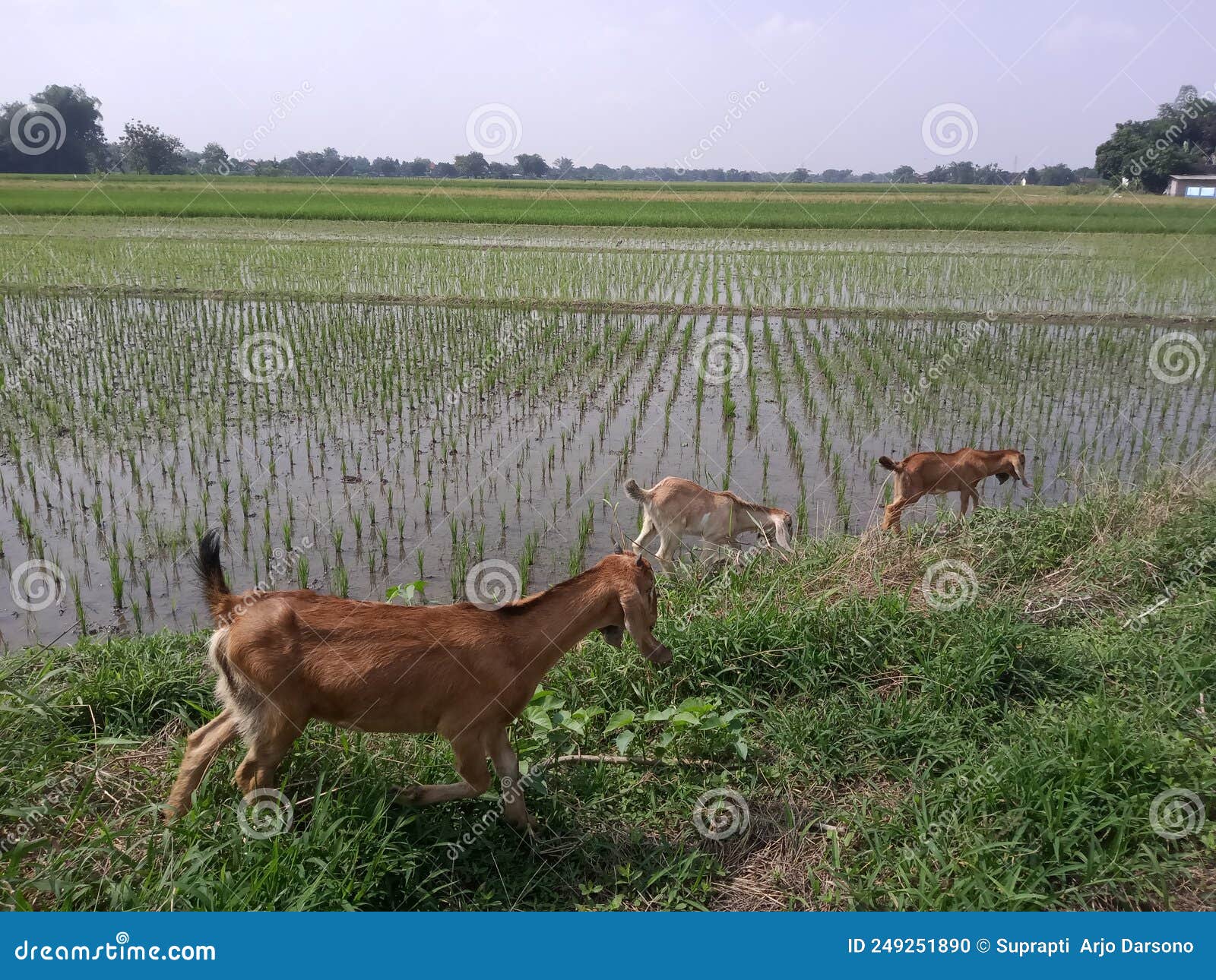 A Group of Goats Eating Grass on the Side of the Road and Rice Fields ...