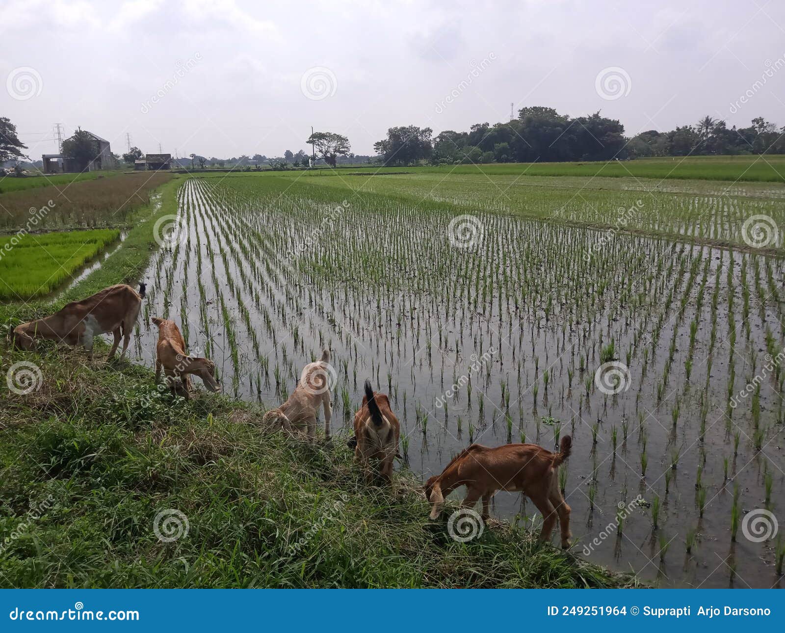 A Group of Goats Eating Grass on the Side of the Road and Rice Fields ...