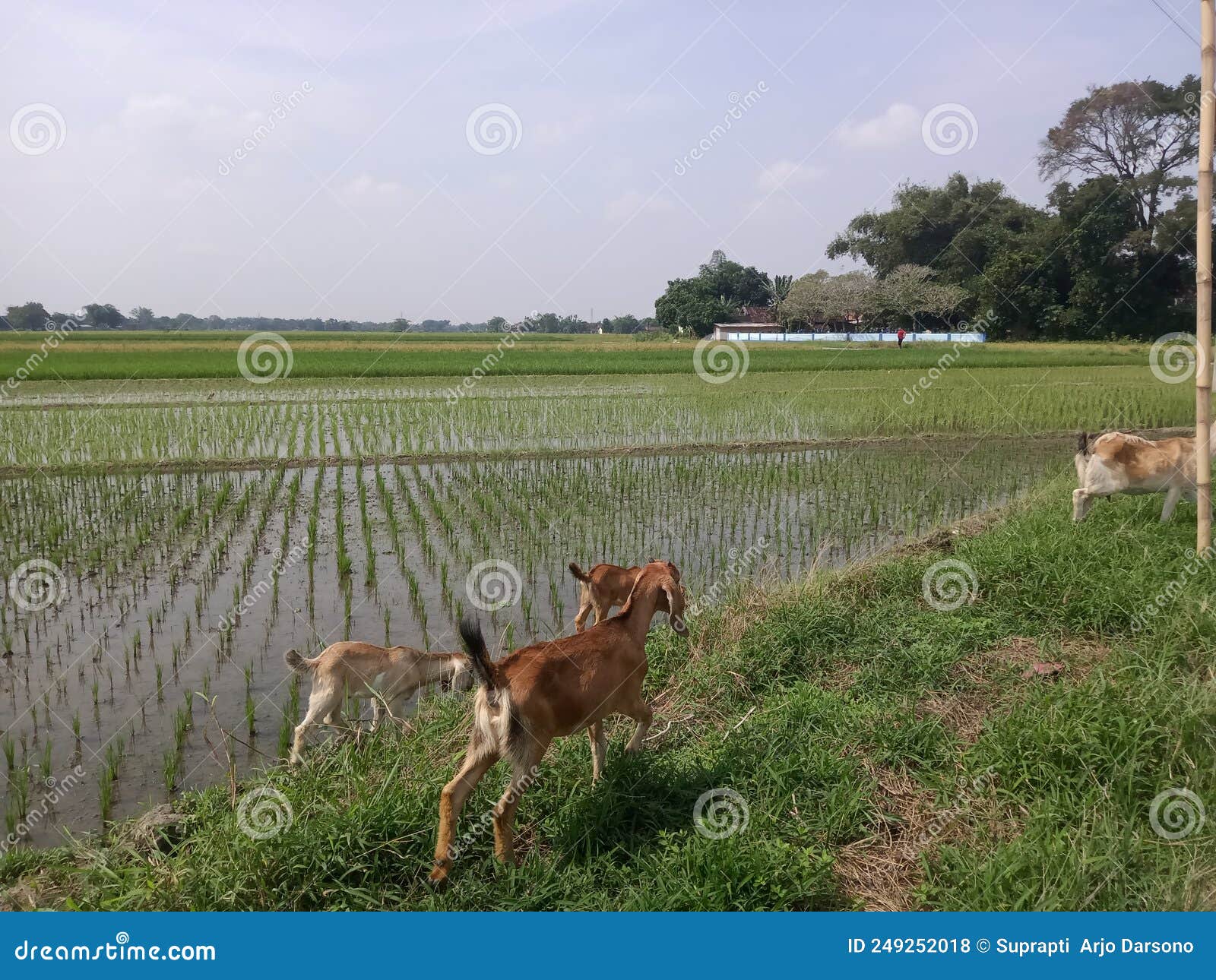 A Group of Goats Eating Grass on the Side of the Road and Rice Fields ...