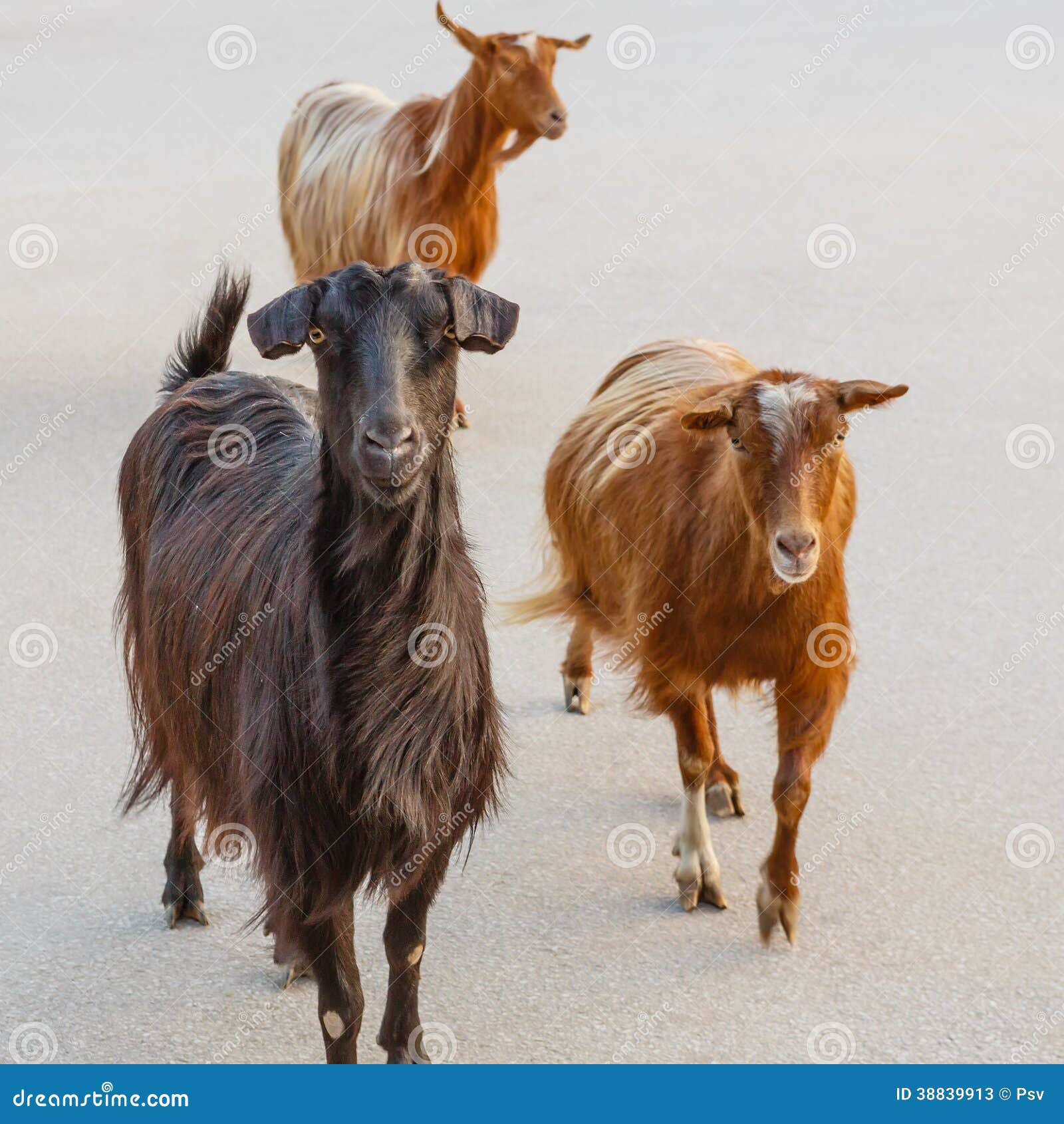 Group of goats stock image. Image of road, asphalt, herd - 38839913