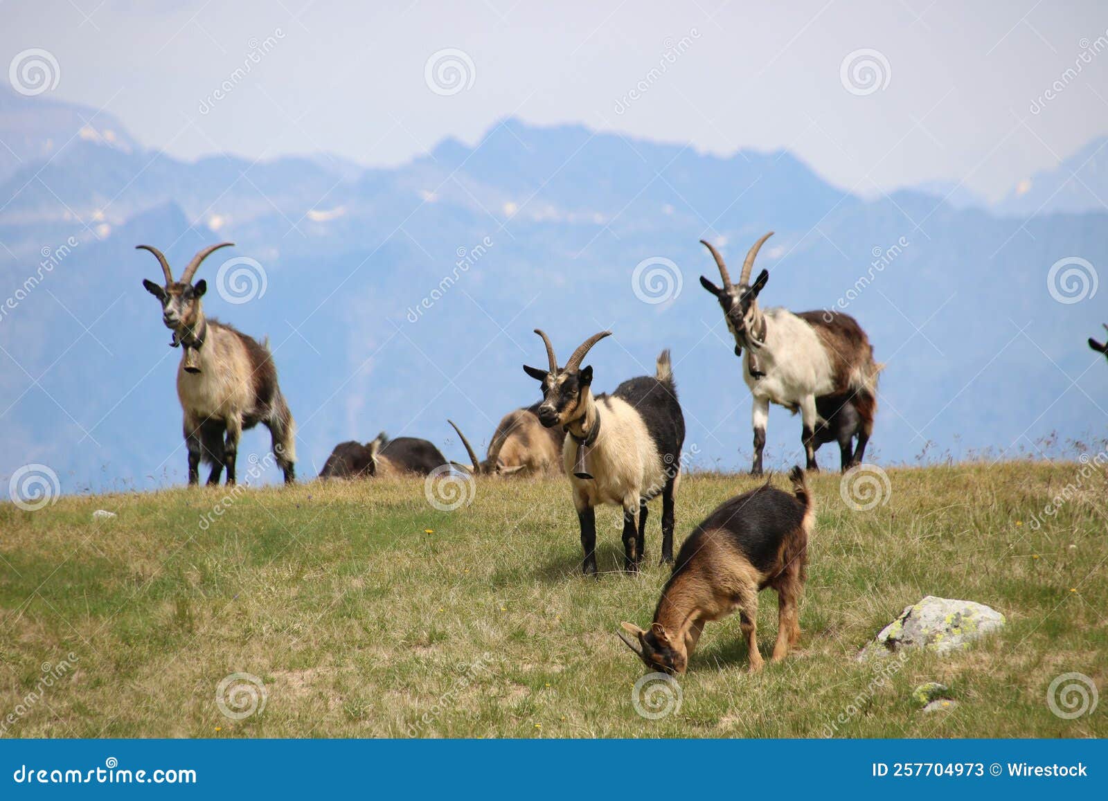 Group of Goats Grazing in the Mountains Stock Image - Image of ...