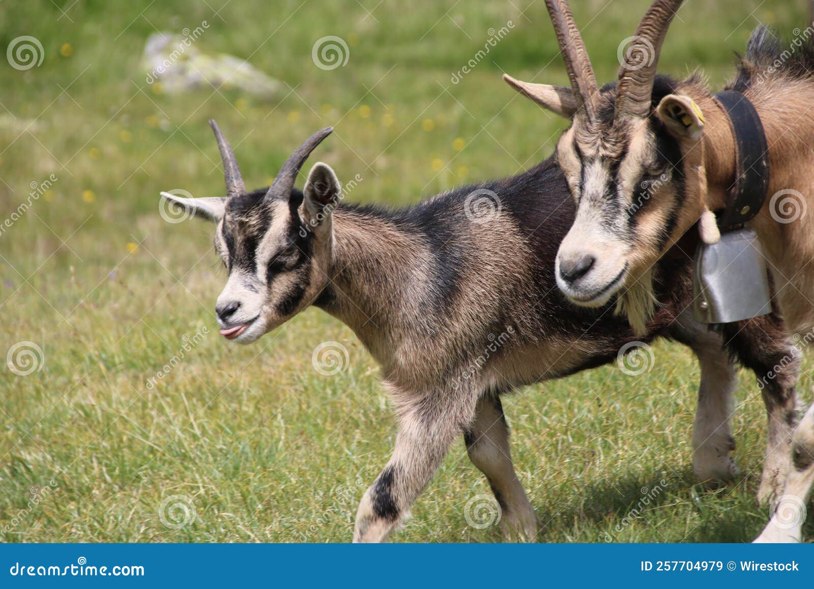 Group of Goats Grazing in the Mountains Stock Image - Image of mammal ...
