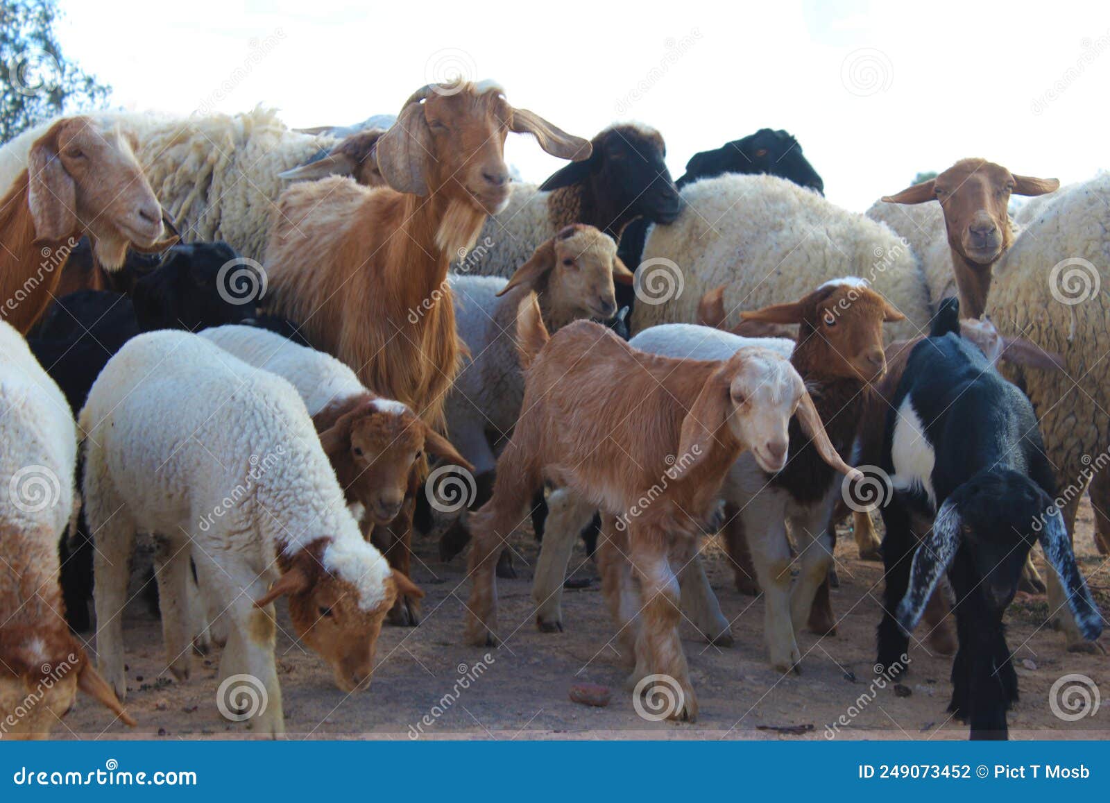 A group of goats stock photo. Image of mammal, field - 249073452