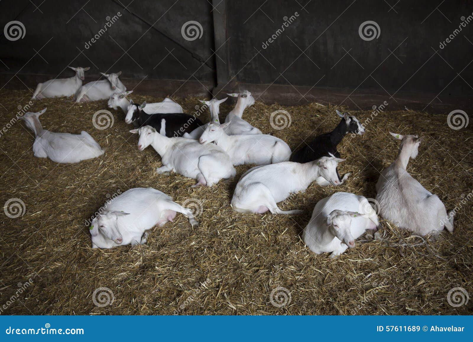 Group of Goats Lies in Stable on Straw Stock Image - Image of barn ...