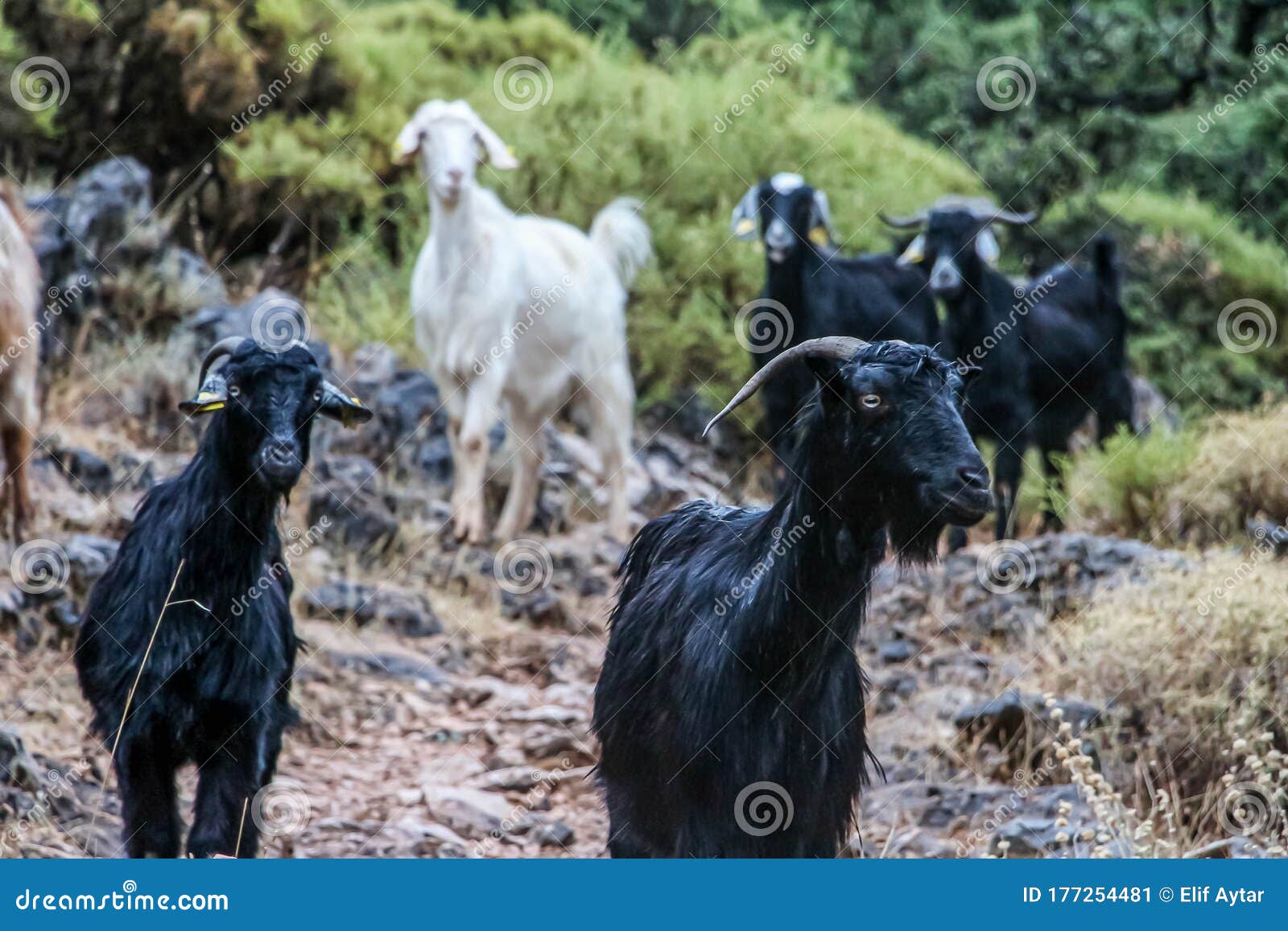 A Group of Goats, Nature Background Stock Image - Image of beautiful ...