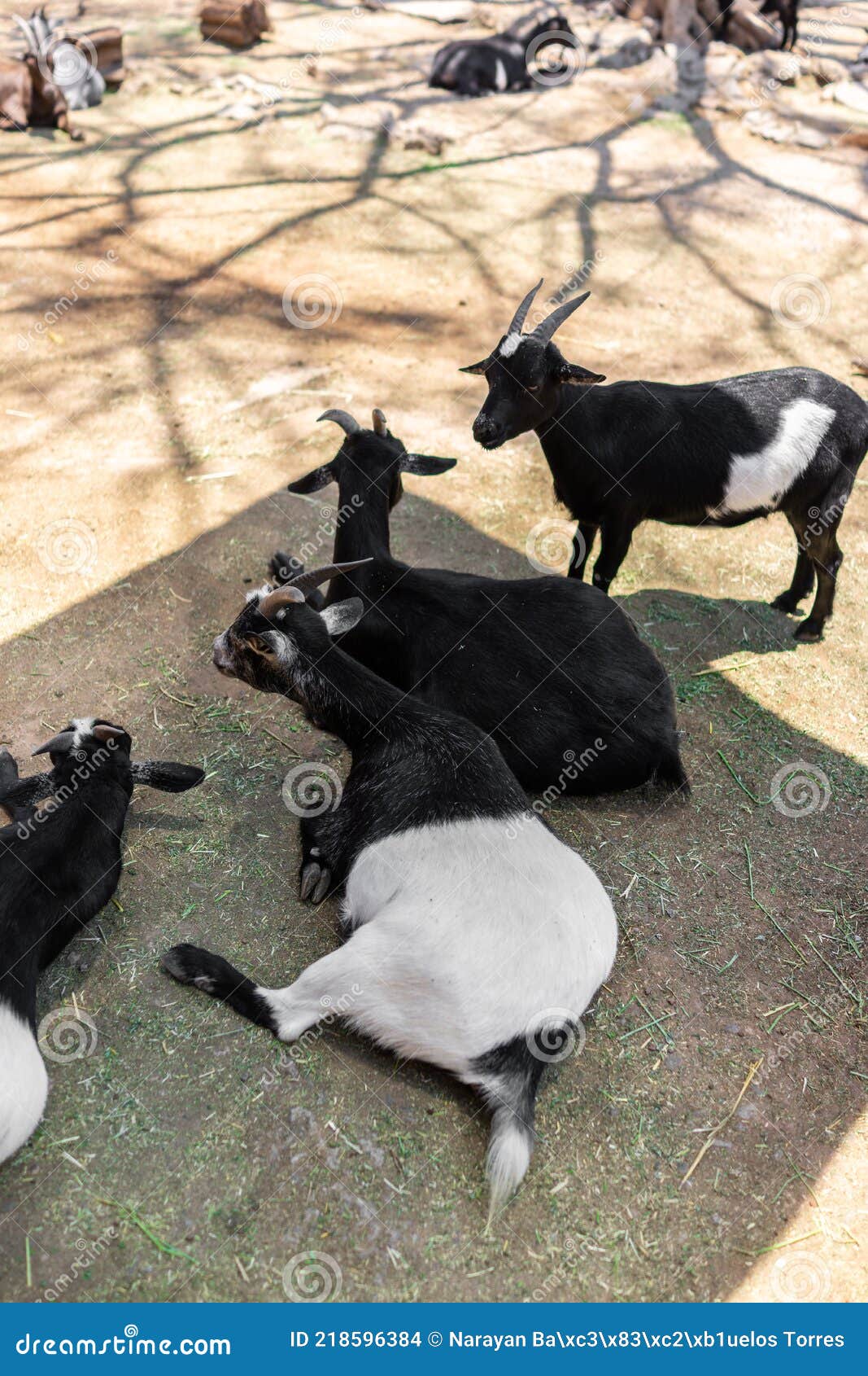 Group of Goats in the Shade Inside a Farm, Goat Concept Stock Photo ...