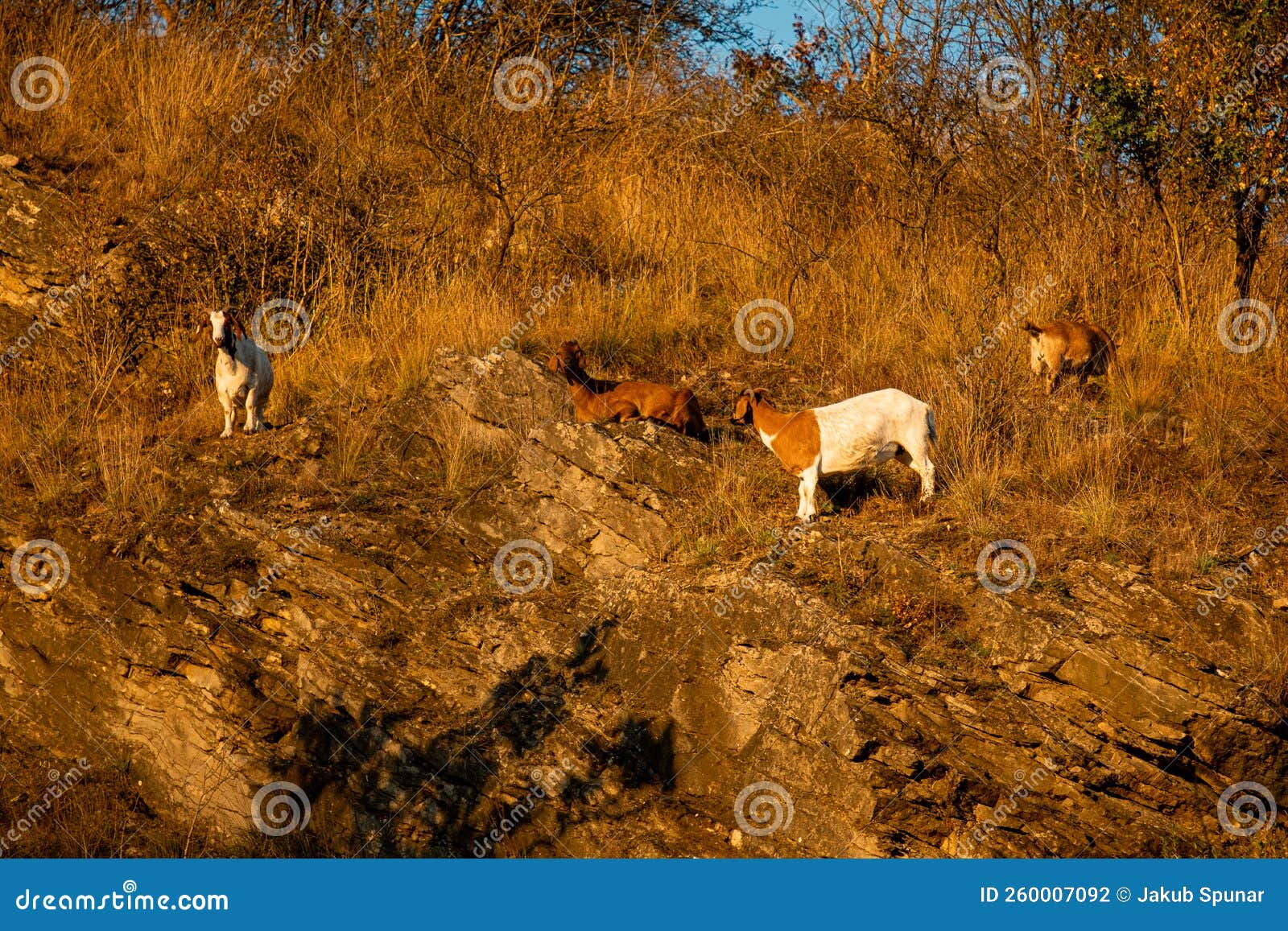 A Group of Goats Standing on Top of a Dry Grass Field Stock Photo ...