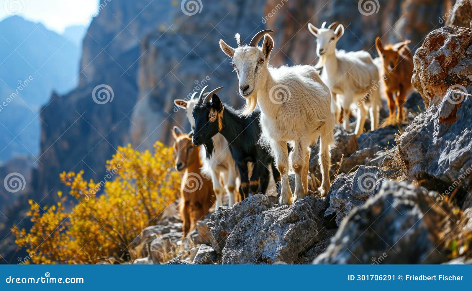 Goats On A Hill In Kalymnos Island, Dodecanese, Greece Royalty-Free ...