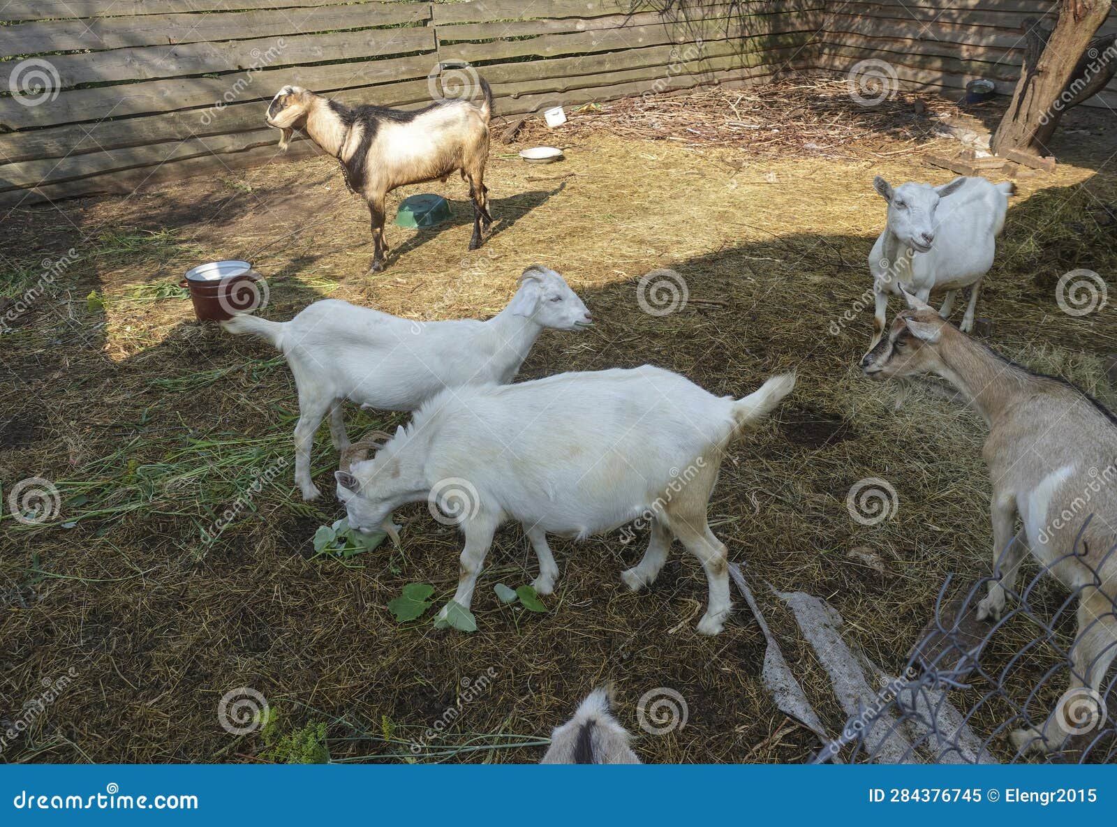A group of goats stock image. Image of paddock, livestock - 284376745