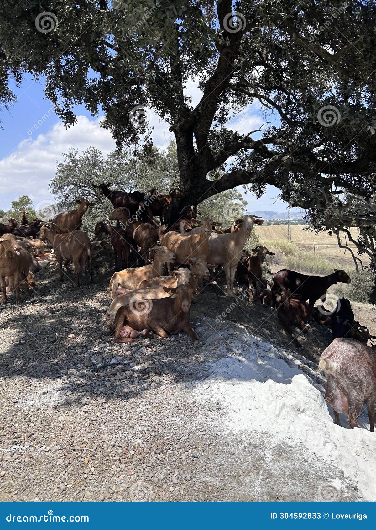 A Group of Goats Under the Tree Stock Image - Image of farming, farm ...