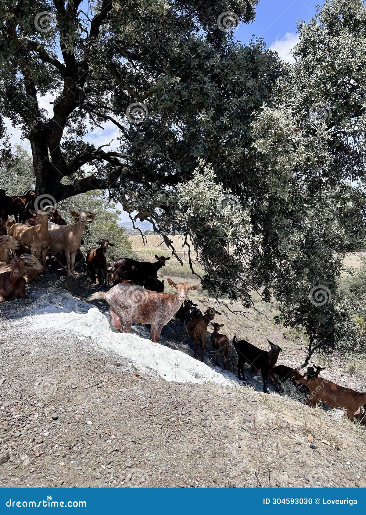 A Group of Goats Under the Tree Stock Photo - Image of travel, nature ...