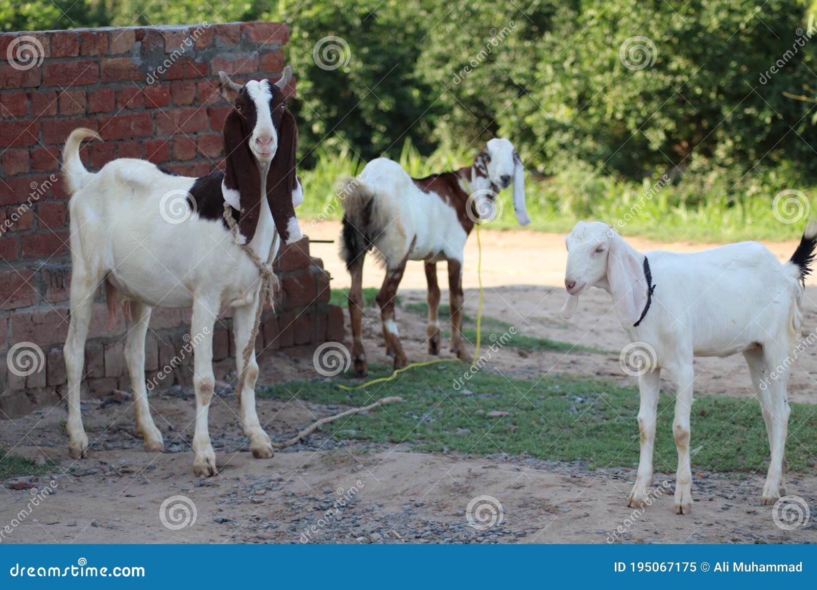 Group of goats stock image. Image of isolated, looking - 195067175