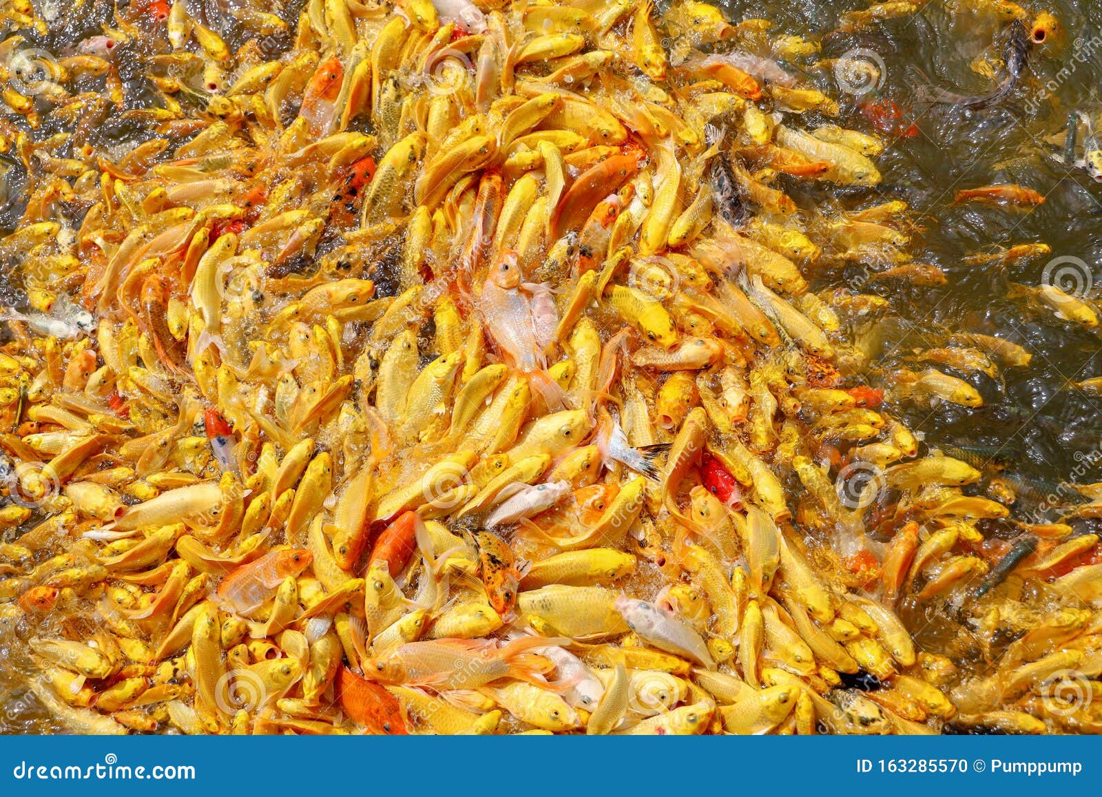 Gold Carp Stock Images - Download 7,521 Royalty Free Photos