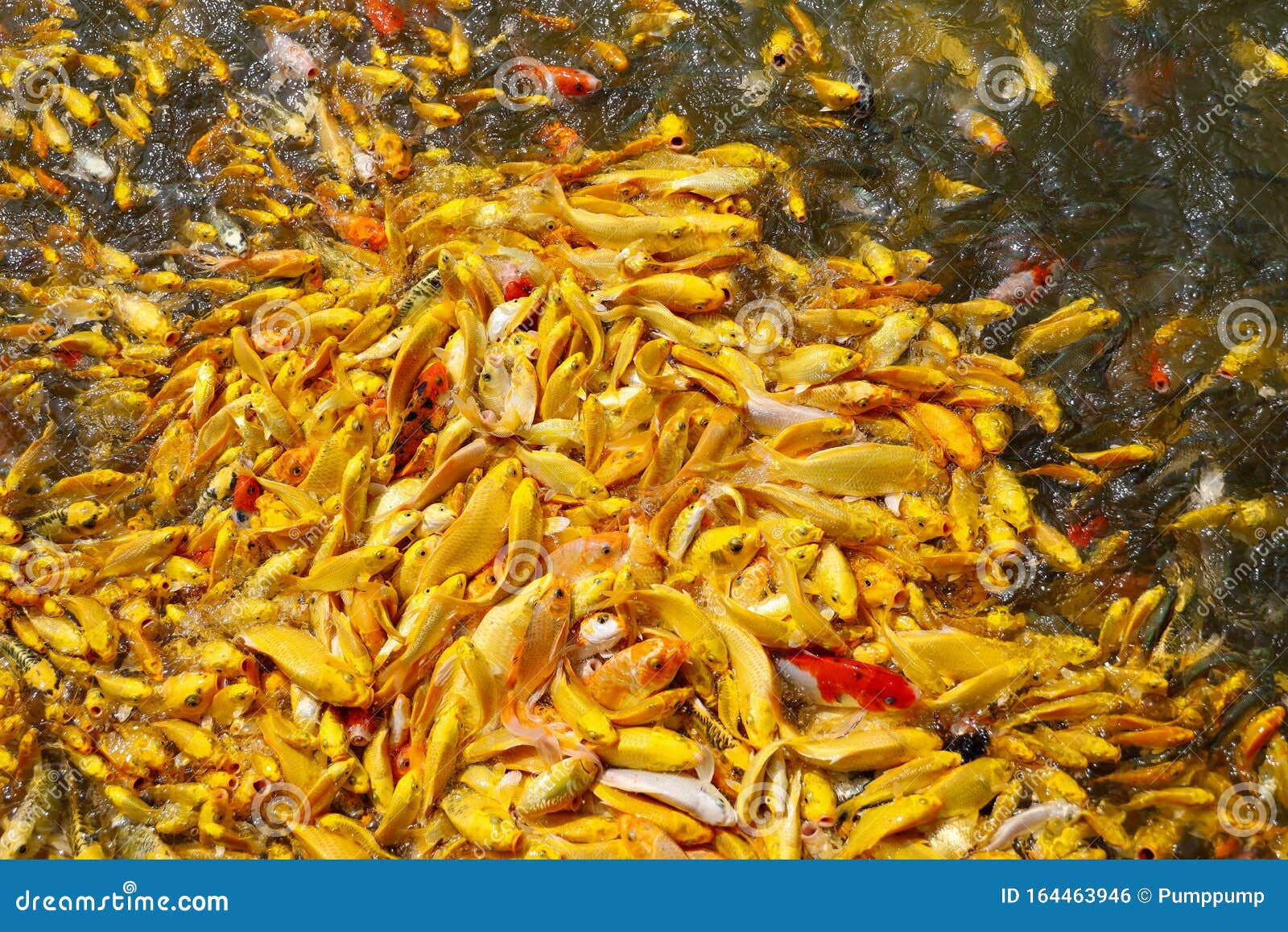 Group Gold Carp Fish in the Water is Beautiful Stock Photo - Image of ...