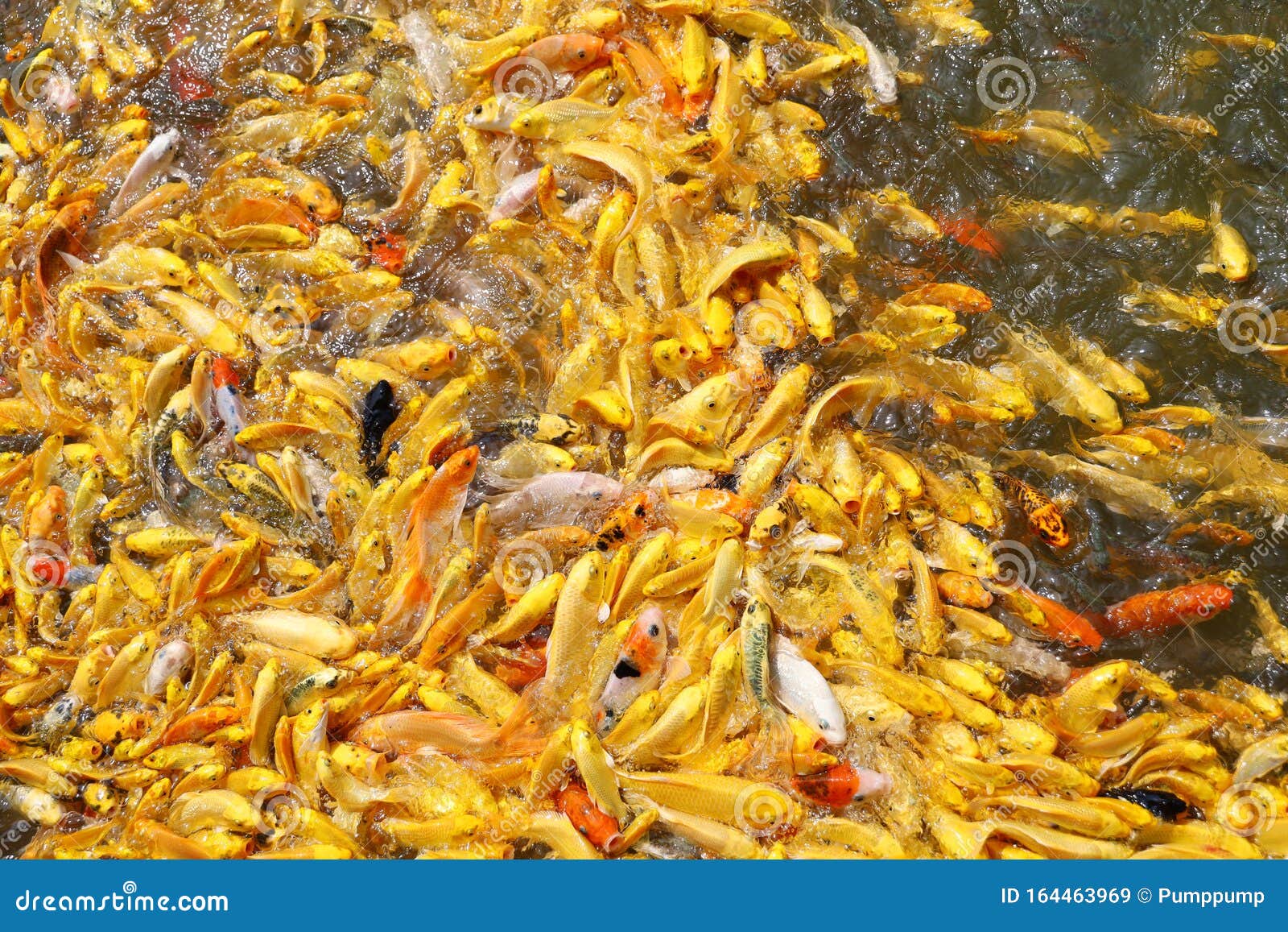 Group Gold Carp Fish in the Water is Beautiful Stock Image - Image of ...
