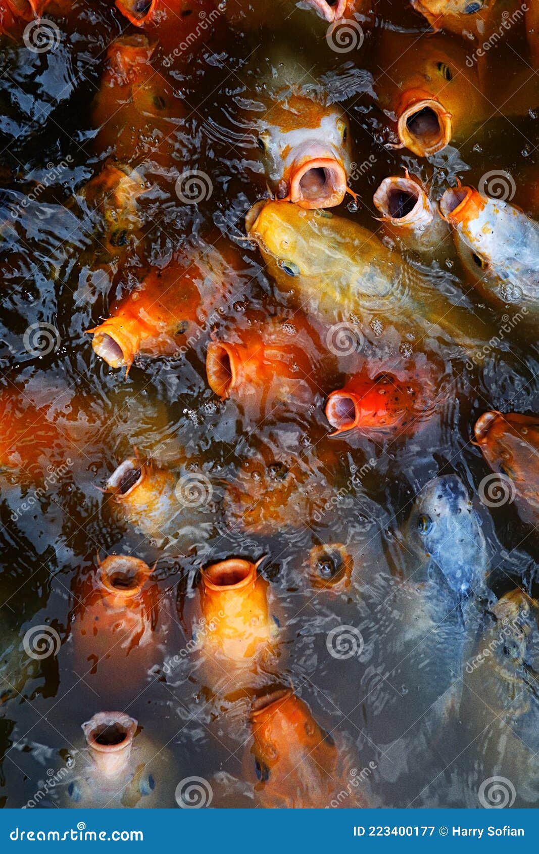 Group of gold fish stock image. Image of goldfish, food - 223400177
