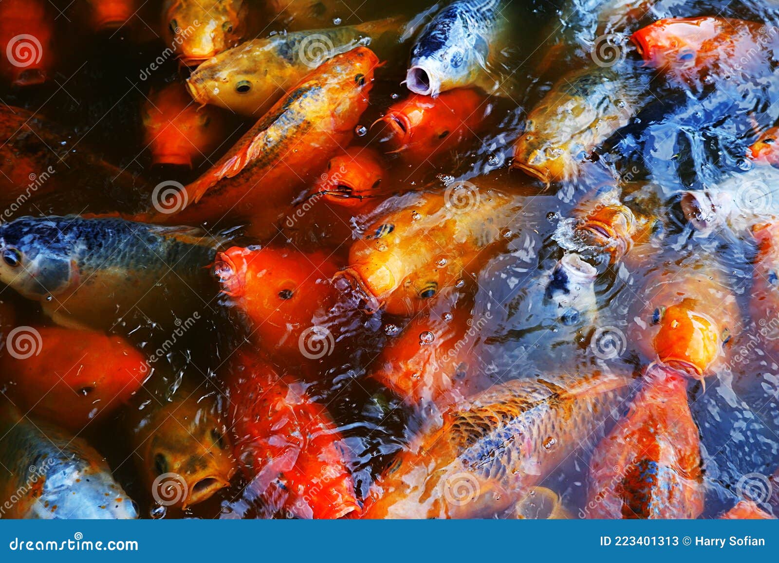 Group of gold fish stock image. Image of fish, life - 223401313