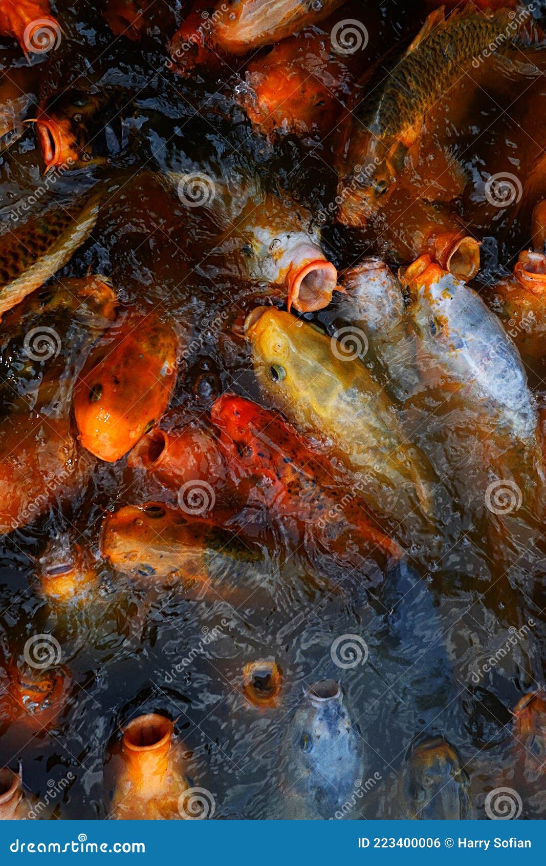 Group of gold fish stock photo. Image of cartoon, fish - 223400006