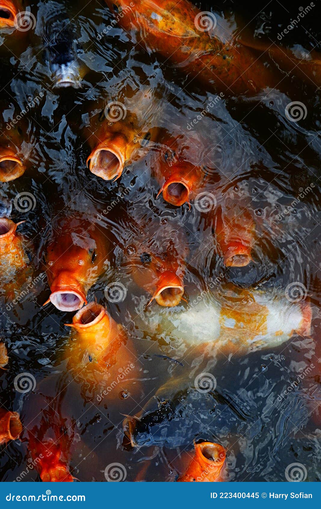 Group of gold fish stock image. Image of isolated, design - 223400445