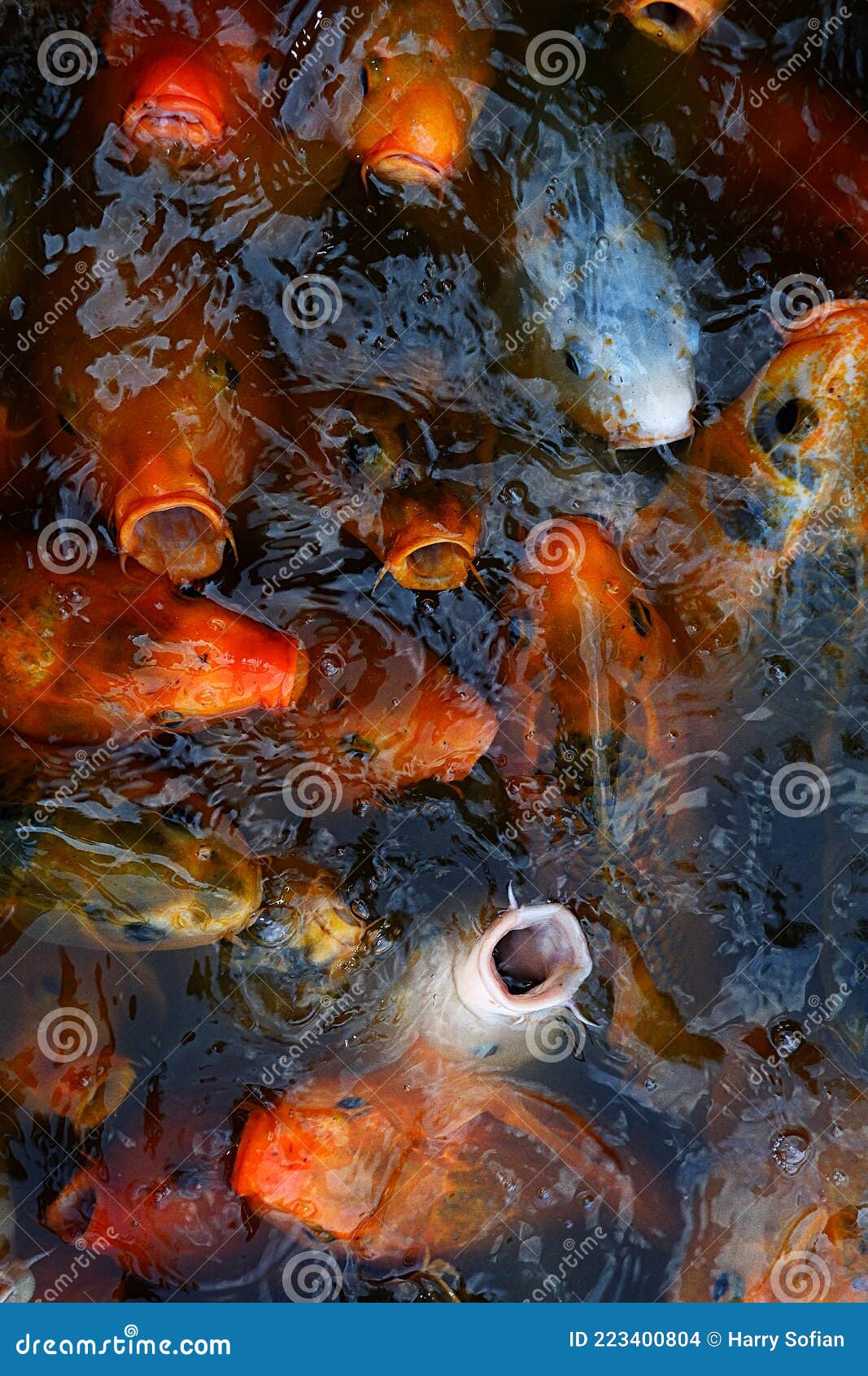 Group of gold fish stock photo. Image of beauty, group - 223400804