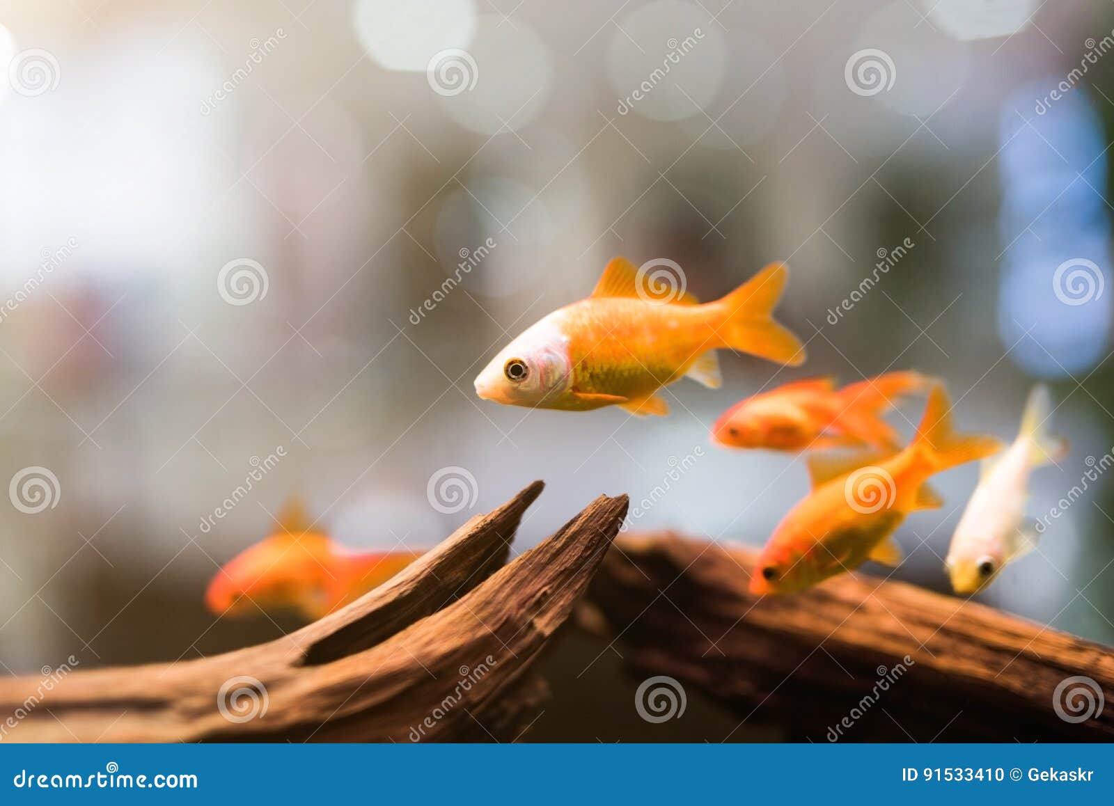 Group of Golden Fish through the Glass Stock Photo - Image of decor ...