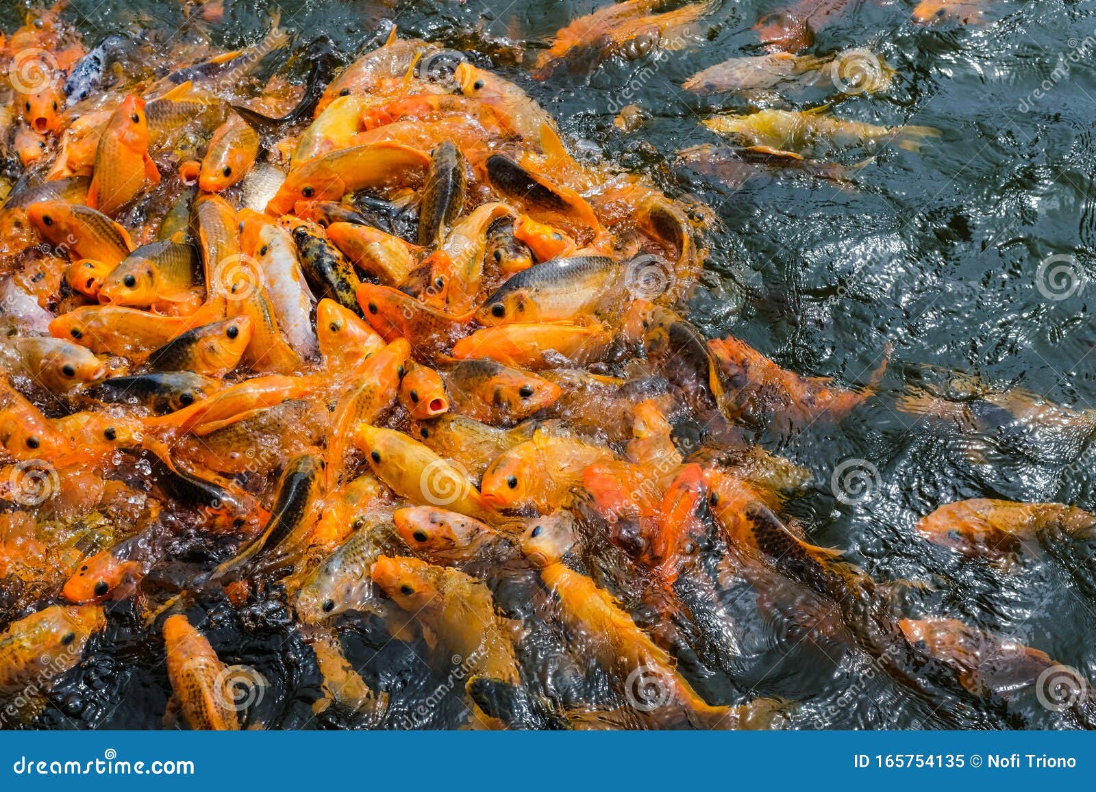 Golden fish stock image. Image of ecosystem, orange - 165754135