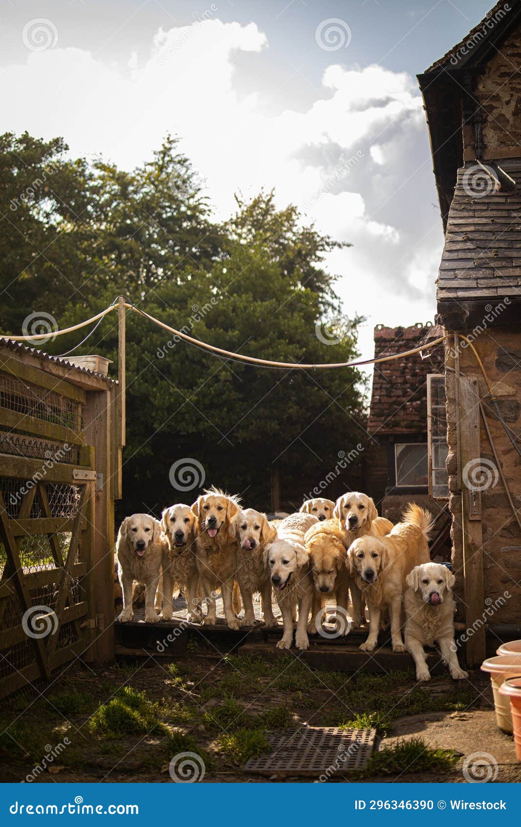 Group of Golden Retriever Canines Stands in Front of a Brick Building ...