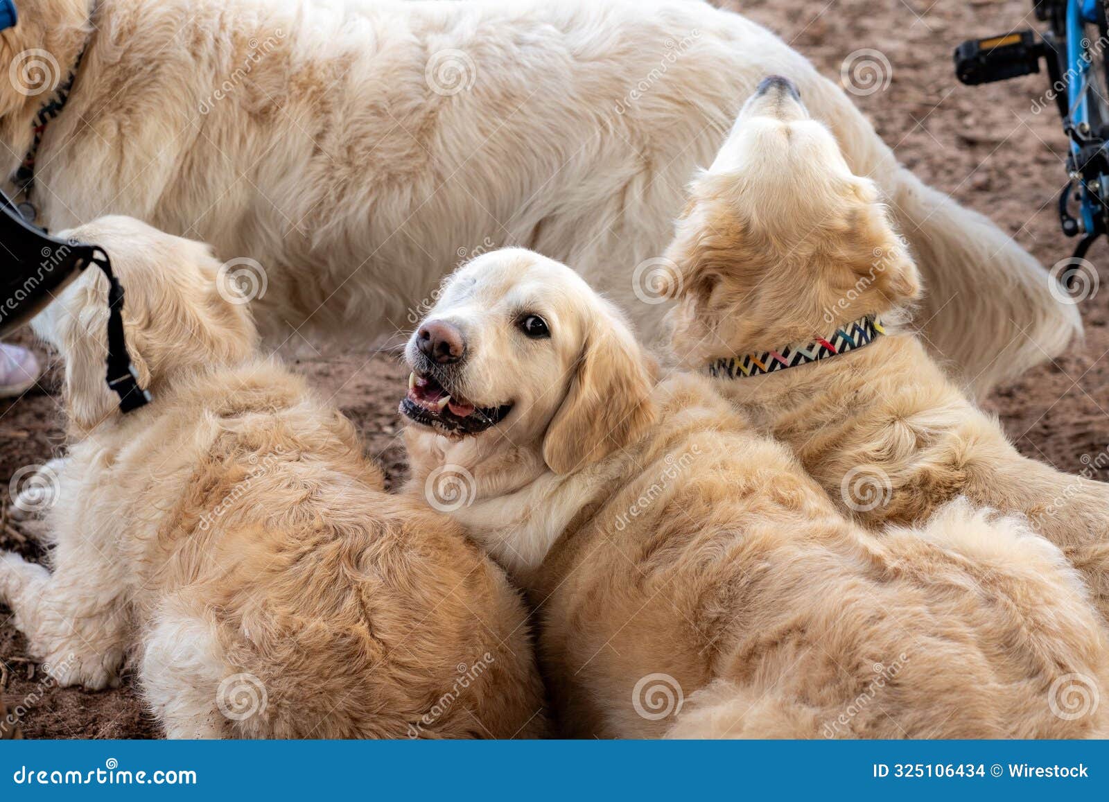Group of Golden Retrievers Sitting Together on a Sandy Ground, One ...